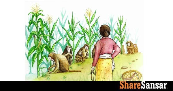 Compensation for Crop Damage Caused by Monkeys Implemented by ...