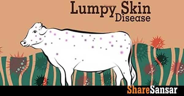 Lumpy Skin Disease Outbreak: Over 48,000 Cattle Dead in Nepal, Farmer ...