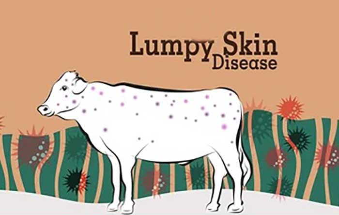 Ministry of Agriculture Faces Scrutiny Over Mismanagement of Lumpy Skin ...