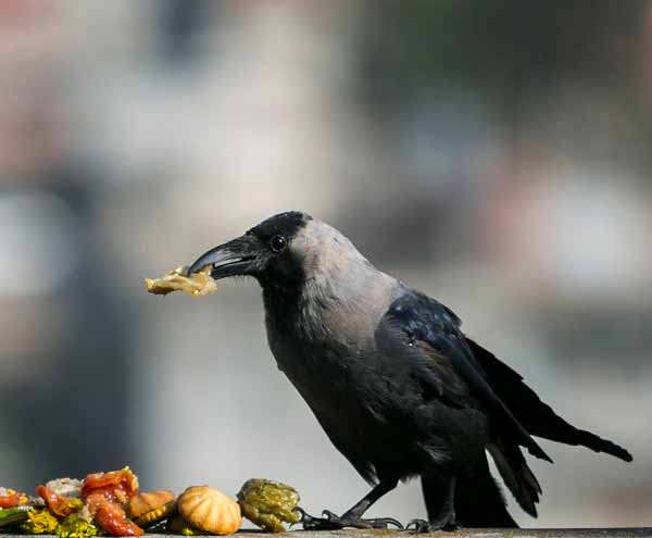 Kaag Tihar Being Observed Today - || ShareSansar