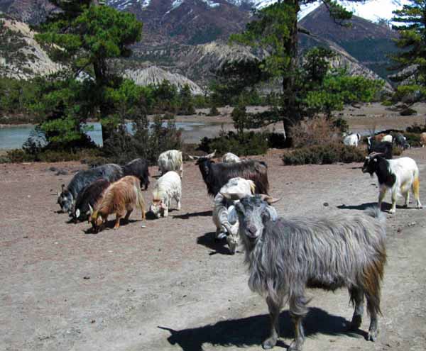 Himalayan Goats being brought to Kathmandu from Darchula for Dashain ...