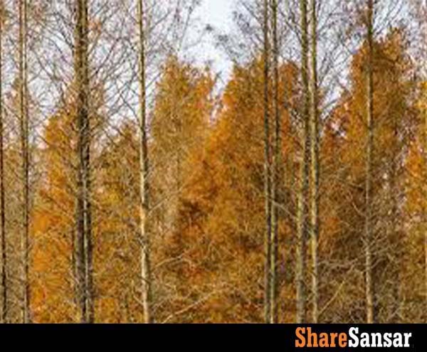 Agreement Signed to Clear Forest Land for Trauma Centre Construction in ...